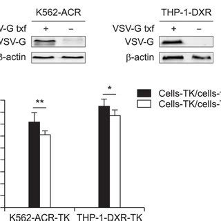 Effect Of HSV TK GCV System On Chemoresistant Leukemic Cells A Download Scientific Diagram