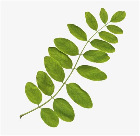 푸른 잎 나뭇잎 가지와 잎이 일러스트 Png 나무 넝쿨 소재 그림 이미지 벡터 Psd 파일 Pngtree 나뭇잎