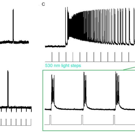 Low Frequency Hyperpolarization Of Camkii Neurons Did Not Affect Ictal Download Scientific
