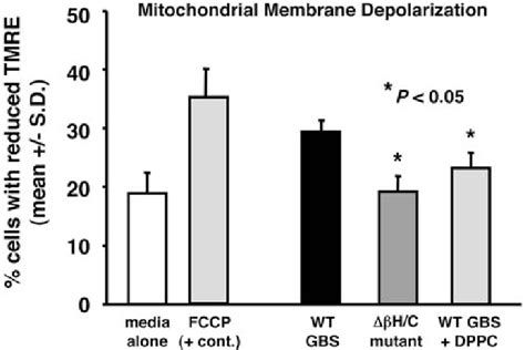 Tmre Staining Of Hl 1 Cells Exposed To Bhc Extracts Hl 1