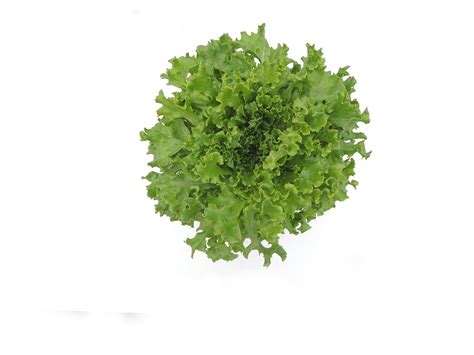【大包裝蔬菜種子l228】綠捲鬚萵苣~~葉用型萵苣，葉緣皺摺。口感嫩脆，食味佳，生育強健。 Yahoo奇摩拍賣