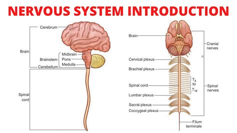 Nervous System Youtube