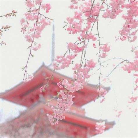 Храм при цветении сакуры картинки для эстетики Aesthetic Japan Pretty Landscapes Flower