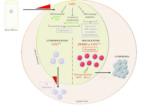 Ezh2 Biological Functions During Normal B Cell Differentiation And