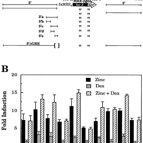 The Mouse Mt Iii Locus Deletion Constructs And Their Activity In