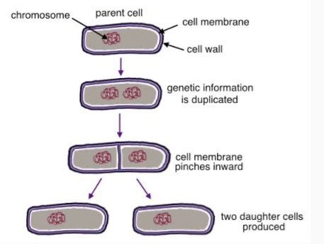 SC 912 L 16 14 Cell Cycle Mitosis Welcome To Dr Suris Science Class