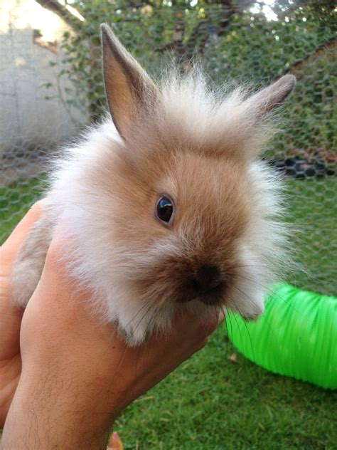Everything You Need To Know About Lionhead Rabbit Netherland Dwarf Rabbit