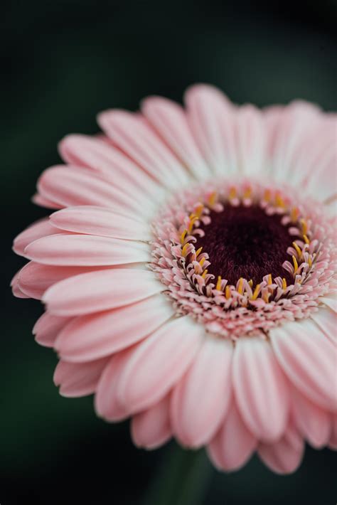 Germini Verzorgen Verzorgingstips Van De Kweker Decorum