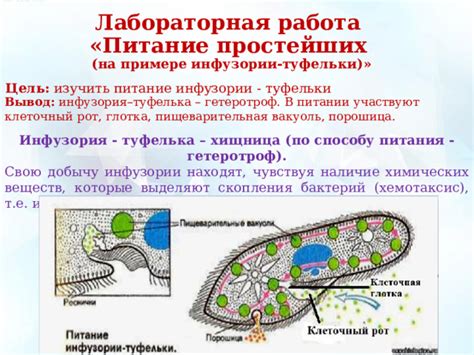 Презентация Инфузория туфелька
