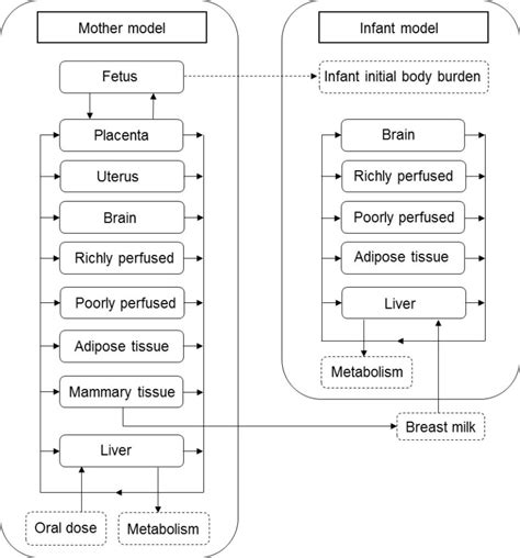 Figure Conceptual Representation Of The Mother Infant Physiologically Based Pharmacokinetic