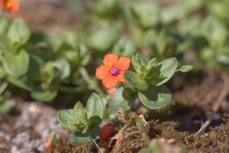 330 Scarlet Pimpernel Plant Foto Stok Potret And Gambar Bebas Royalti