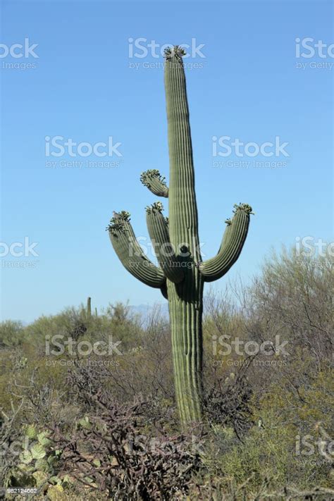 남쪽 애리조나 소노란 사막에서 꽃에서 복수 무장 Saguaro 선인장 가시에 대한 스톡 사진 및 기타 이미지 가시 건조