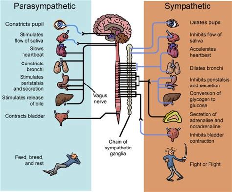 Fight Or Flight Response Parasympathetic Tvhg