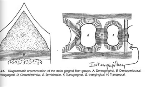 Anatomy Of Periodontium Part Flashcards Quizlet