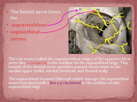 Muscles Of Facial Expression Ppt Download