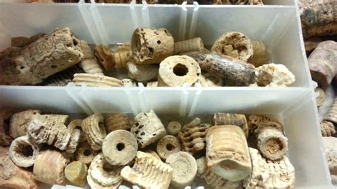 Tennessee Crinoid Fossils Crinoid Fossil Fossils Tennessee