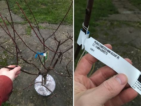Žltá mini slivka Gold Dust krásny kúsok do malej záhrady aj na balkón