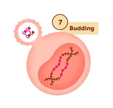 Hiv As A Retrovirus Life Cycle And How It Infects A Cell Myhivteam