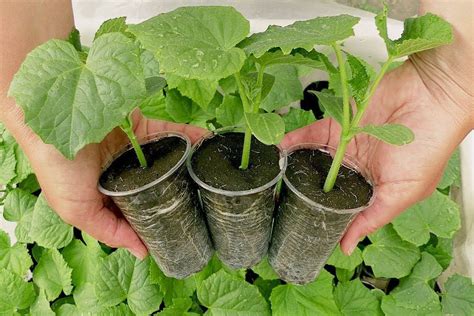 Через ці помилки у вирощуванні огірків розсадним способом втрачається врожай