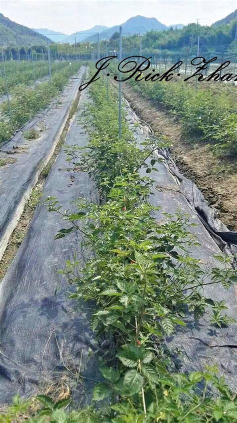 如何种植树莓，国产树莓真的来了！ 知乎