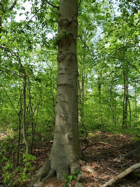 Beech Tree Trunk Free Photo On Pixabay Pixabay