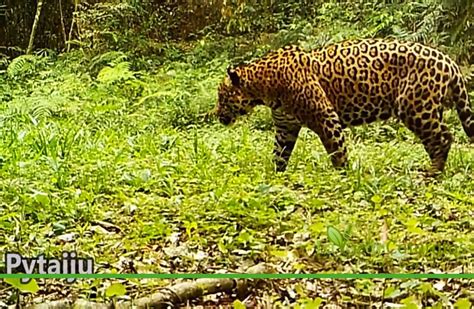Conservación Del Yaguareté Pytayju Camina Sigiloso Por Un Camino