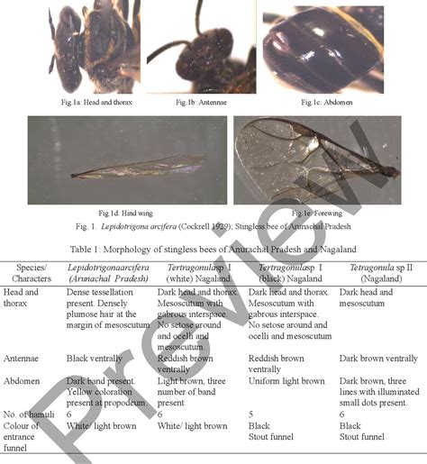 Figure 1 From Diagnostics Of Wild Stingless Bees From Northeast India