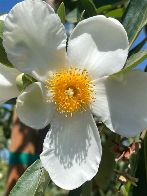 Gordlinia grandiflora - Devil Mountain Wholesale Nursery