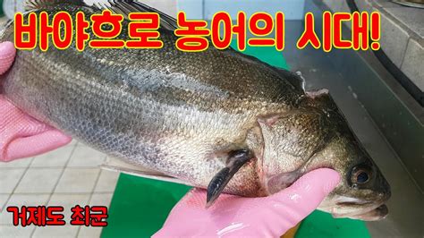 바야흐로 농어의 시대 Youtube