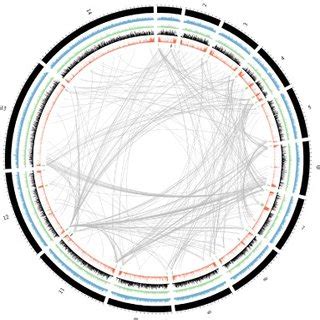 Circos Plot Illustrating Whole Genome Interactions With Information On