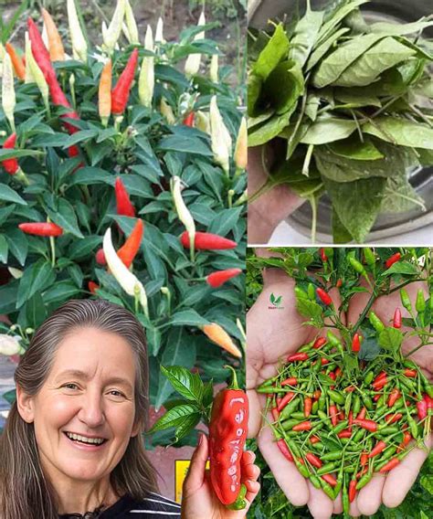 The Hidden Power Of Chili Pepper Leaves Health Benefits And Culinary