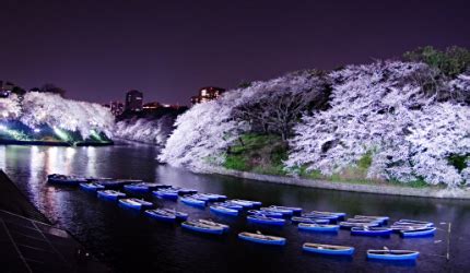 2019东京夜樱点灯日就看这一篇精选7处最美夜樱景点 换乘案内の案内君