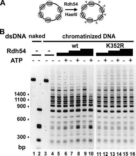 Enhancement Of Chromatin Accessibility By Rdh54 A Schematic For The