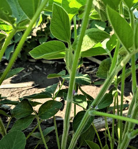 Current Weather Conditions Are Conducive White Mold Development In Soybeans