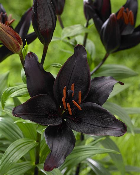Lilium Secret Kiss | Florissa | Flowers, Roses, Fruits and ...