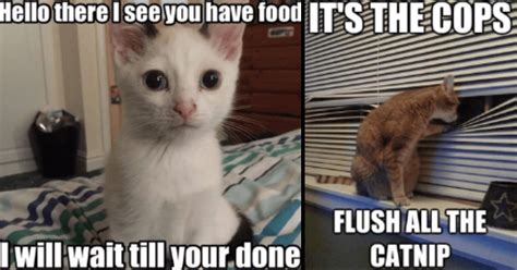 25 Hissterically Cute Cat Memes For A Pawsitively Purrfect Whisker Wednesday I Can Has