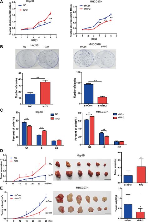 Nrf2 Promotes Hcc Cell Proliferation By Up Regulating Cell Cycle