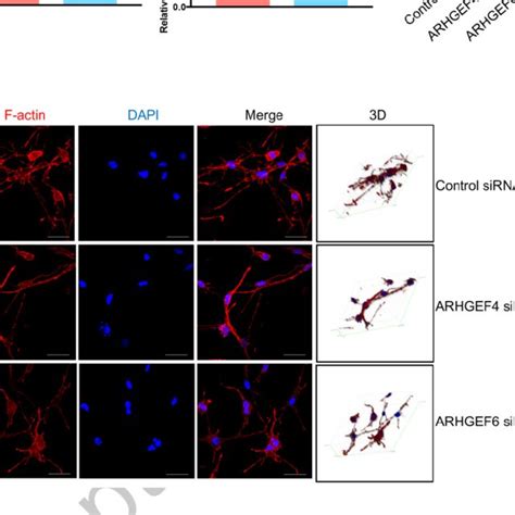 Cell Morphology Of Hepatic Stellate Cells Hscs A And B Human Lx 2 Download Scientific