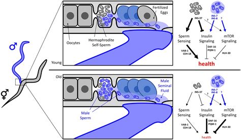 Aging A New Defense In The Battle Of The Sexes ELife