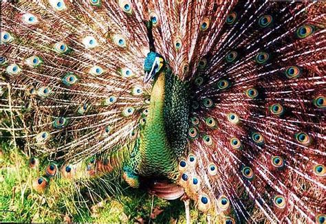 Java Green Peacock Peafowl Java Green Peacock Birds For Sale