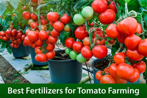 Boost Your Tomato Farming In Nigeria With These Proven Potent