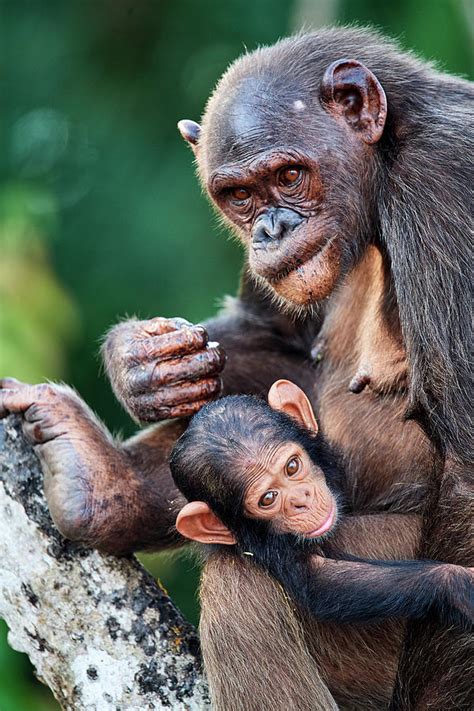 Female Chimpanzee Nursing Her Infant Africa Photograph By Eric Baccega Fine Art