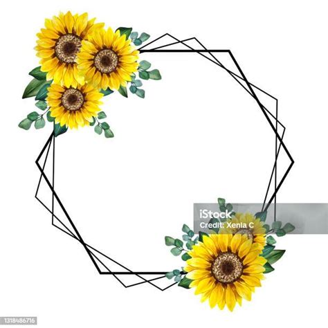 해바라기와 잎꽃 프레임 수채화 해바라기 프레임 흰색 배경입니다 수채화 꽃 식물 도면 0명에 대한 스톡 벡터 아트 및 기타 이미지