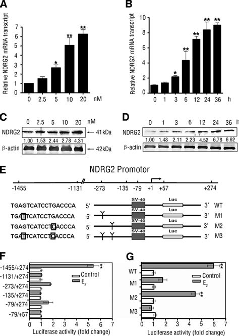 Estrogen Up Regulates Expression Of NDRG2 By Binding To The Putative