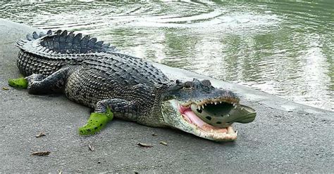 Croc Eating A Croc In Crocs Album On Imgur