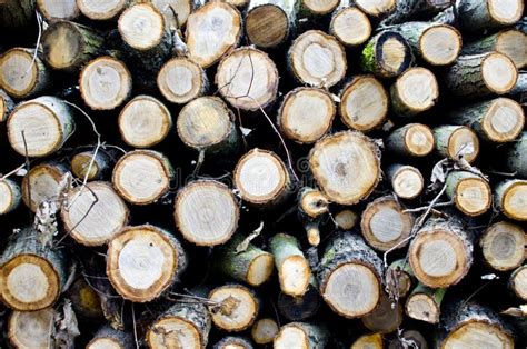 Tree Cut Stock Image Image Of Board Grunge Industry 68653959