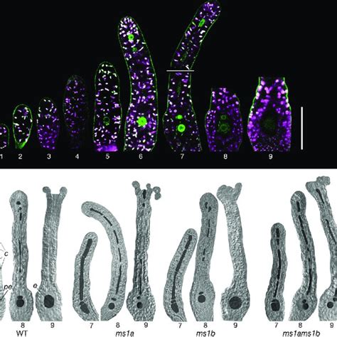 Fertility Of Physcomitrium Patens Ms1 Mutants Download Scientific