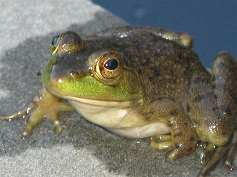 Frogs Backyard And Beyond
