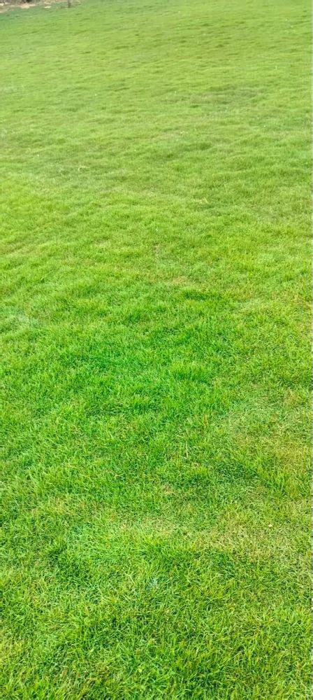 Green Natural Grass For Outdoor At Best Price In Bengaluru Id