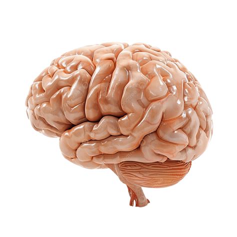 Brain Front View Human Brain Front View Stock Illustrations 709